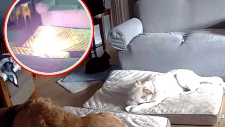 Viral: ¿Qué pasó con el perrito que causó incendio por morder una ...