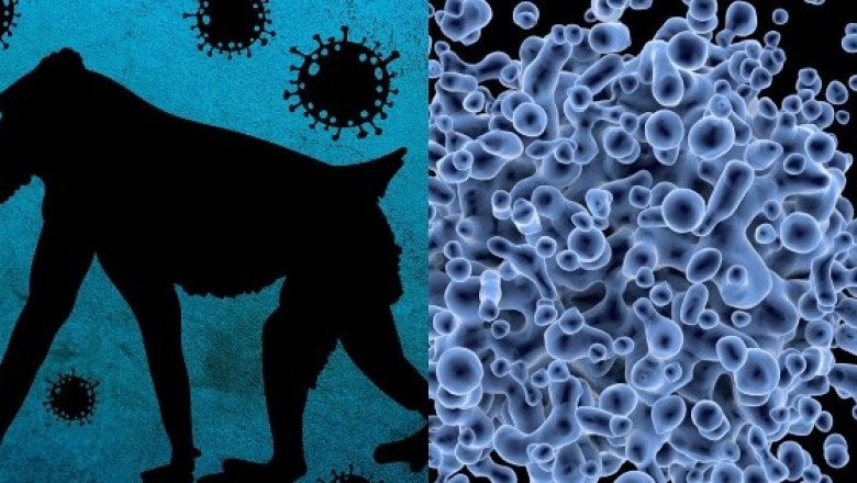 Virus Mpox: ¿Cuál fue el origen de la viruela del mono? | Ensenada ...